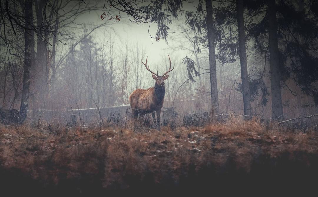 Enter this great International Photo Awards · The Nature Photography ...