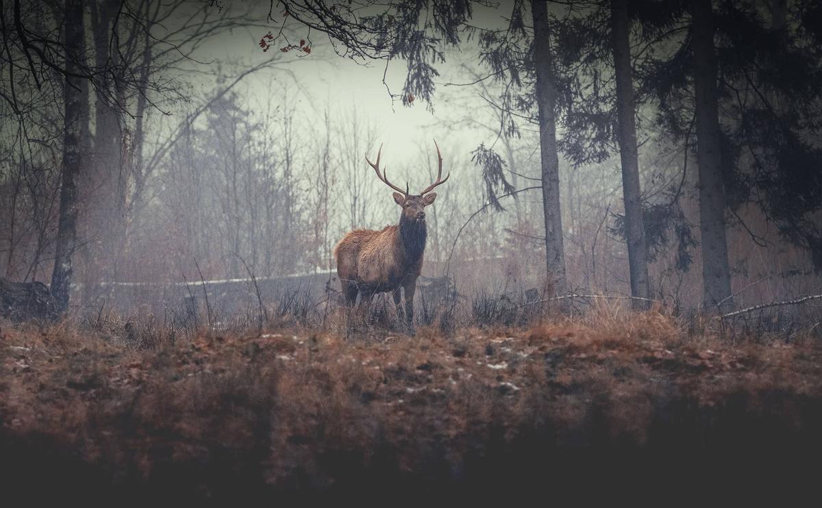 Enter this great International Photo Awards · The Nature Photography ...