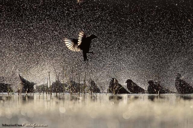 Mario Cea · The Nature Photography Contest