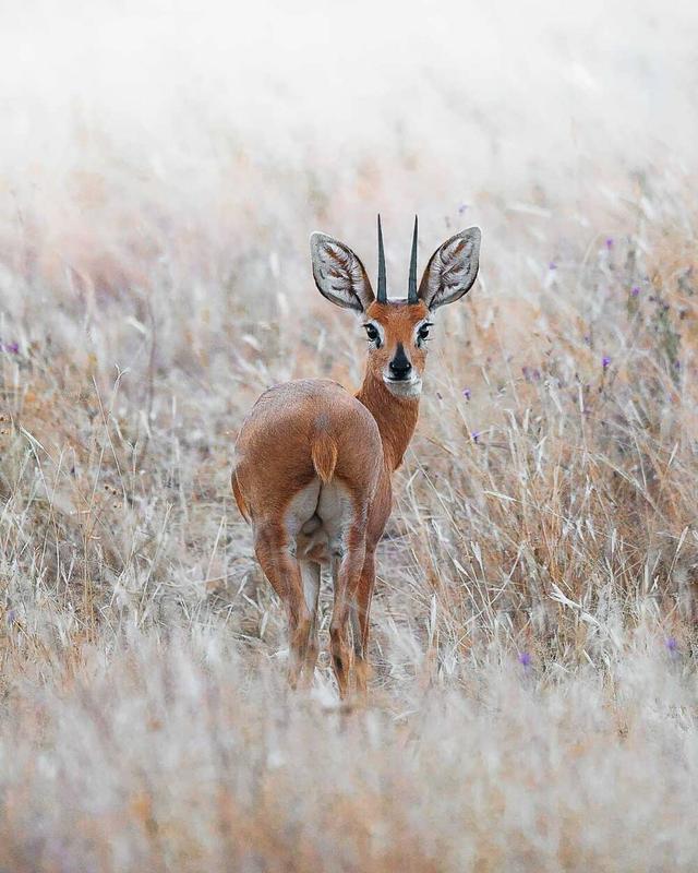 Categories · The Nature Photography Contest