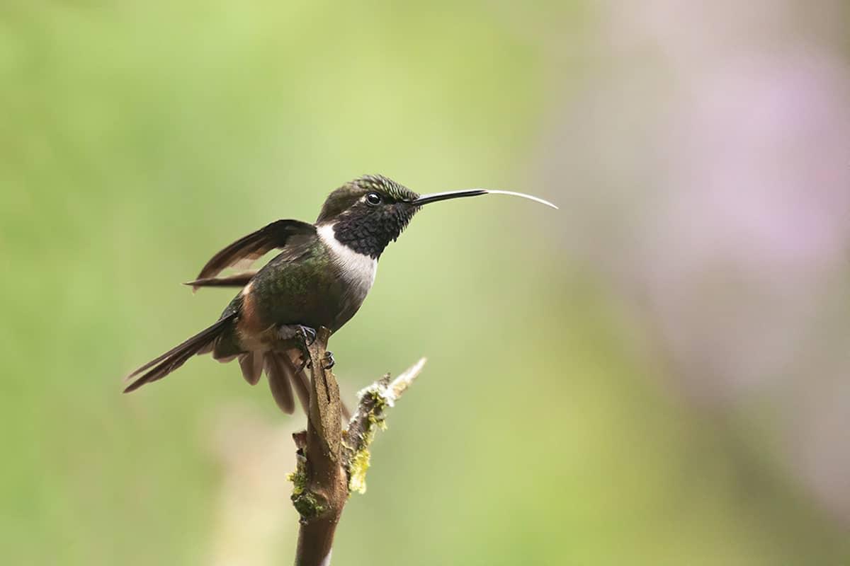Categories · The Nature Photography Contest