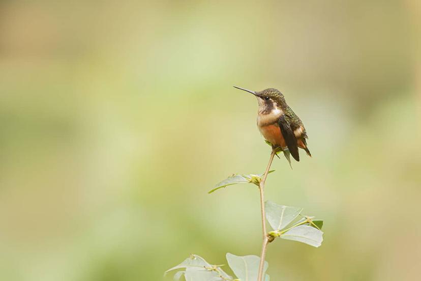 Prizes · The Nature Photography Contest