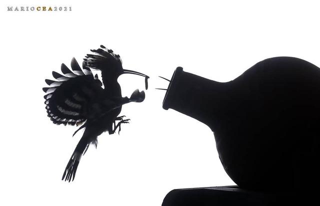 Mario Cea · The Nature Photography Contest