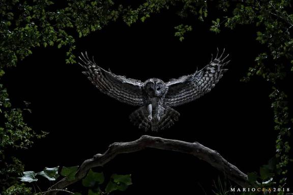 Mario Cea · The Nature Photography Contest