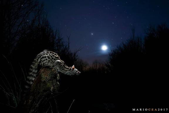 Mario Cea · The Nature Photography Contest