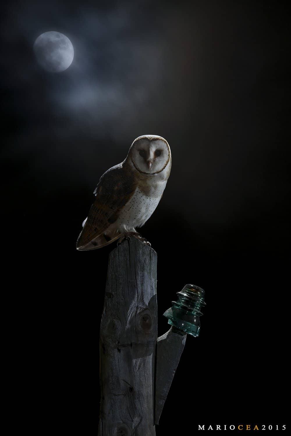 Mario Cea · The Nature Photography Contest